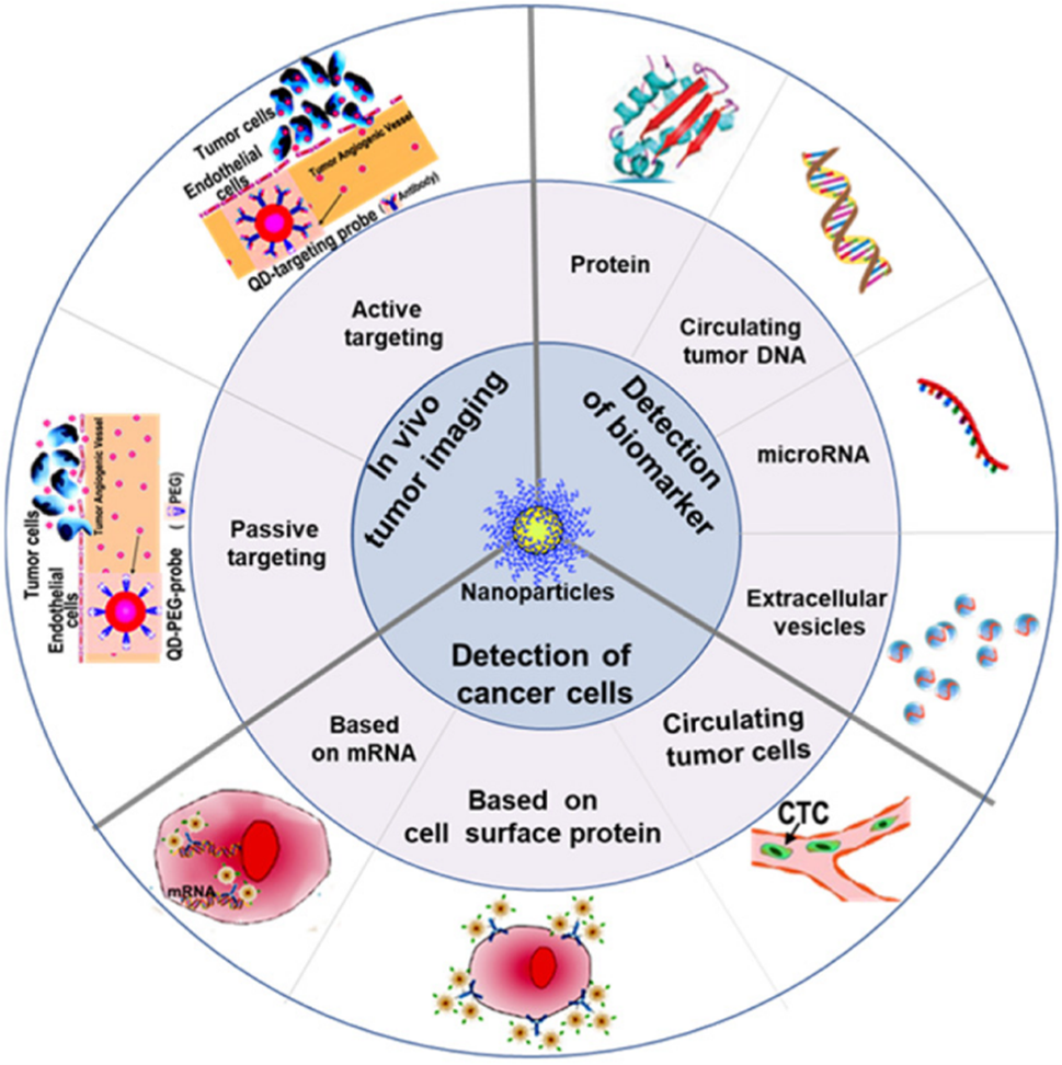 Nanotechnology and Early Cancer Detection and Diagnosis - NCI Nanotechnology and Early Cancer Detection and Diagnosis - NCI